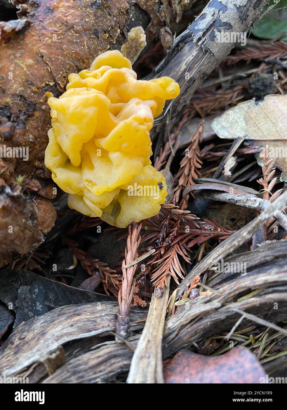 golden ear (Naematelia aurantia) Fungi Stock Photo - Alamy