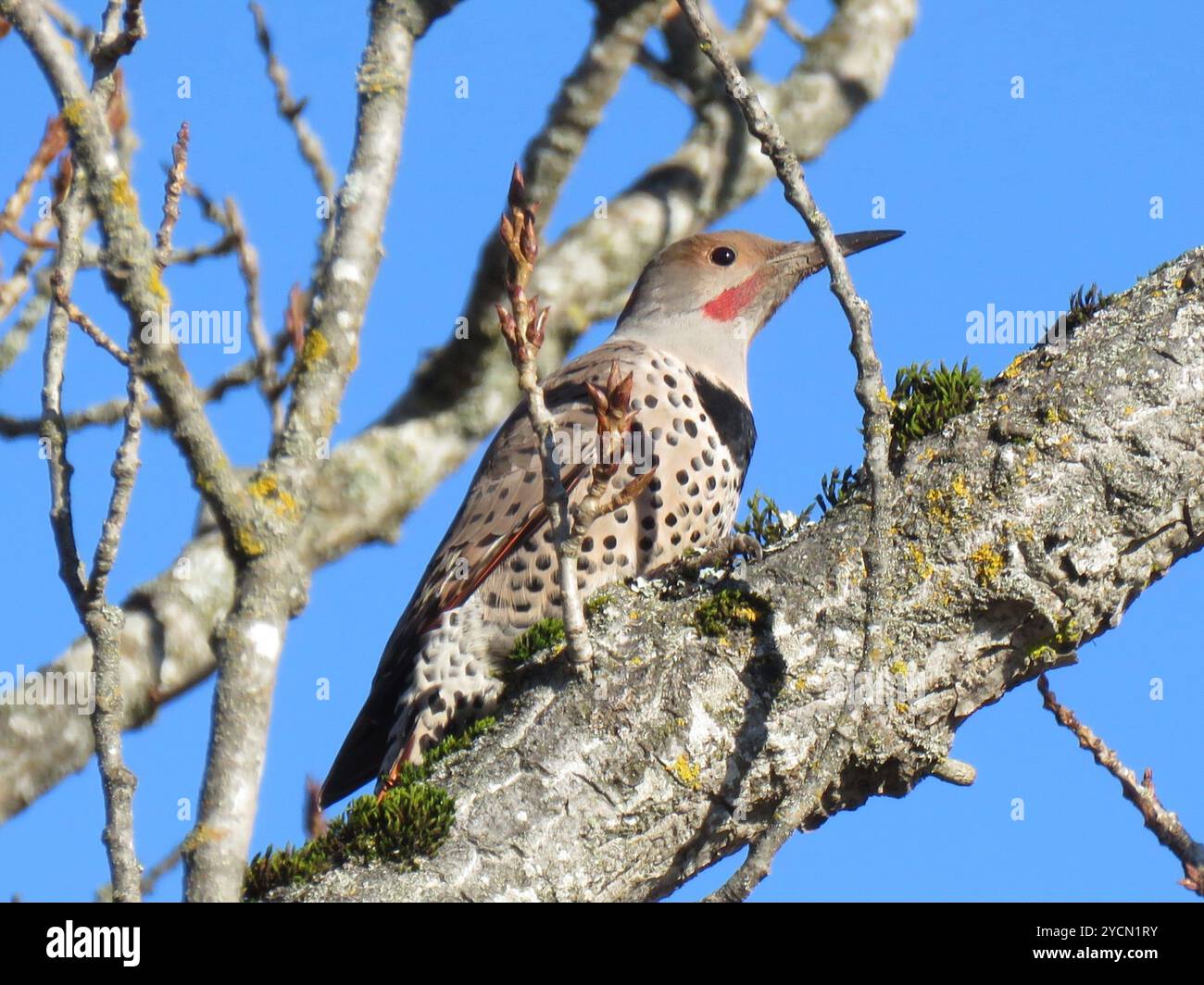 Northern Flicker (Colaptes auratus) Aves Stock Photo - Alamy