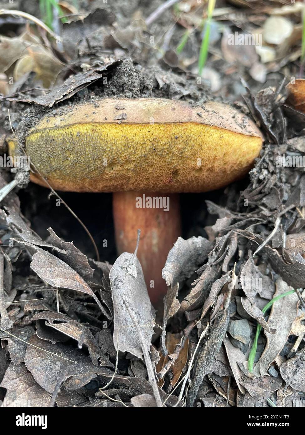 Liver Bolete (Suillellus amygdalinus) Fungi Stock Photo - Alamy