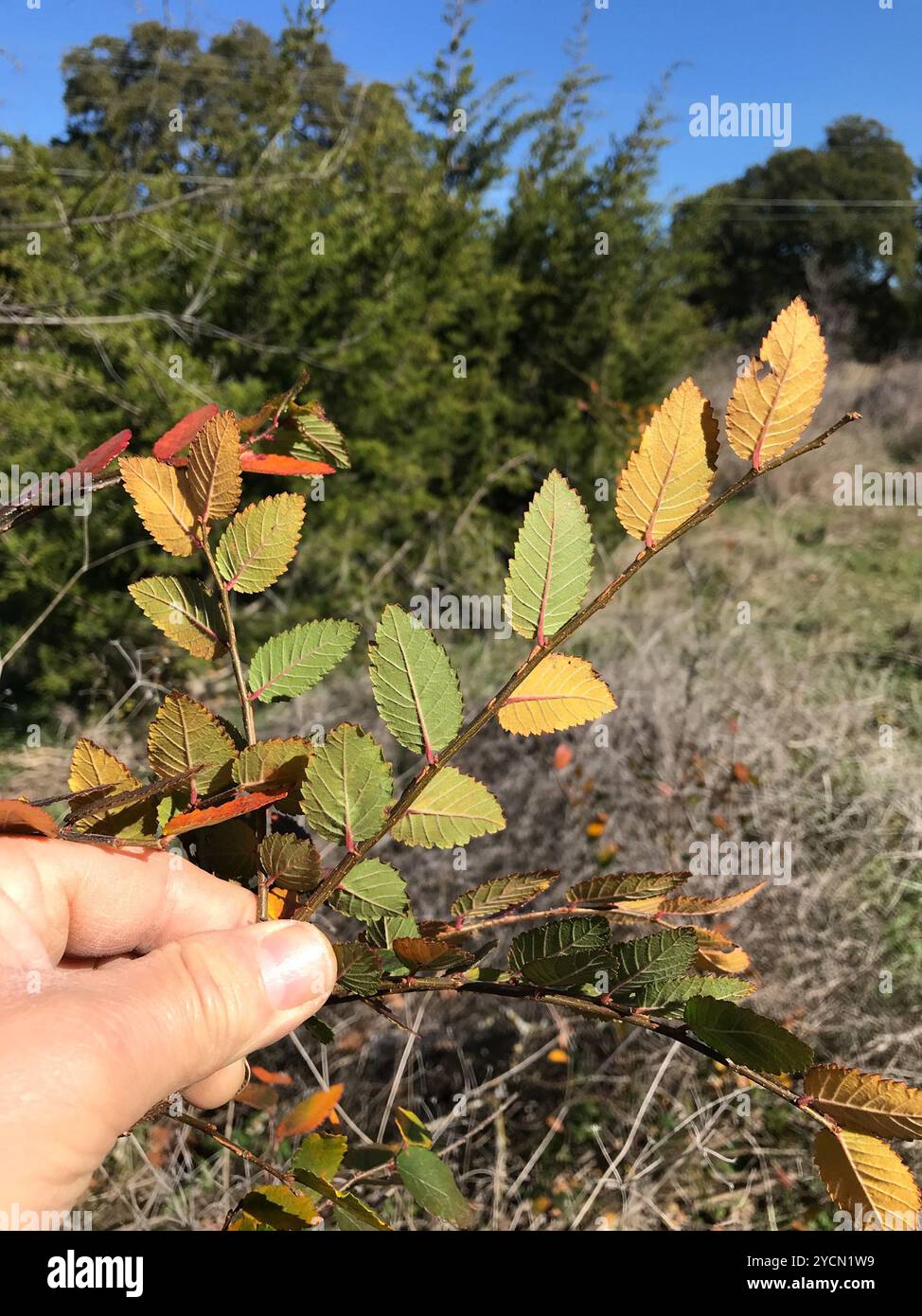 Cedar Elm (Ulmus crassifolia) Plantae Stock Photo - Alamy