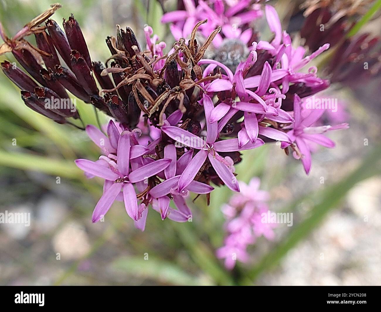 Smooth Plampers (Corymbium glabrum) Plantae Stock Photo - Alamy
