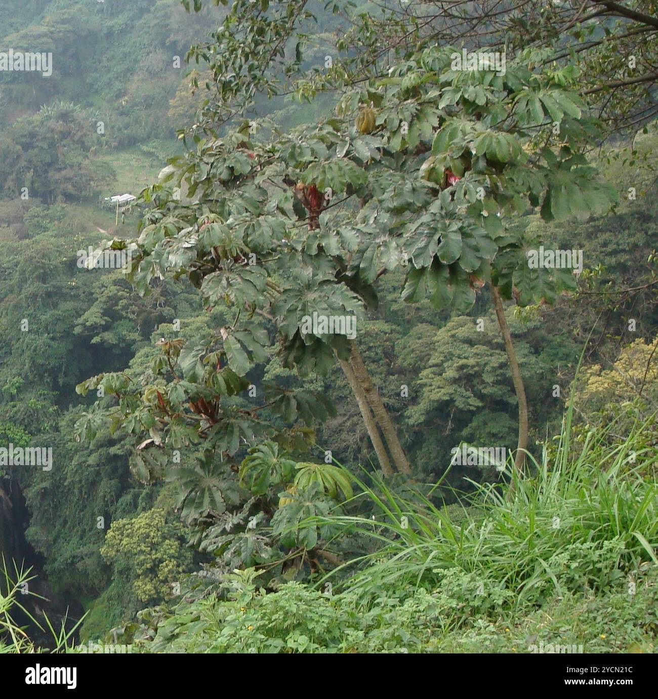 trumpet-tree (Cecropia obtusifolia) Plantae Stock Photo - Alamy