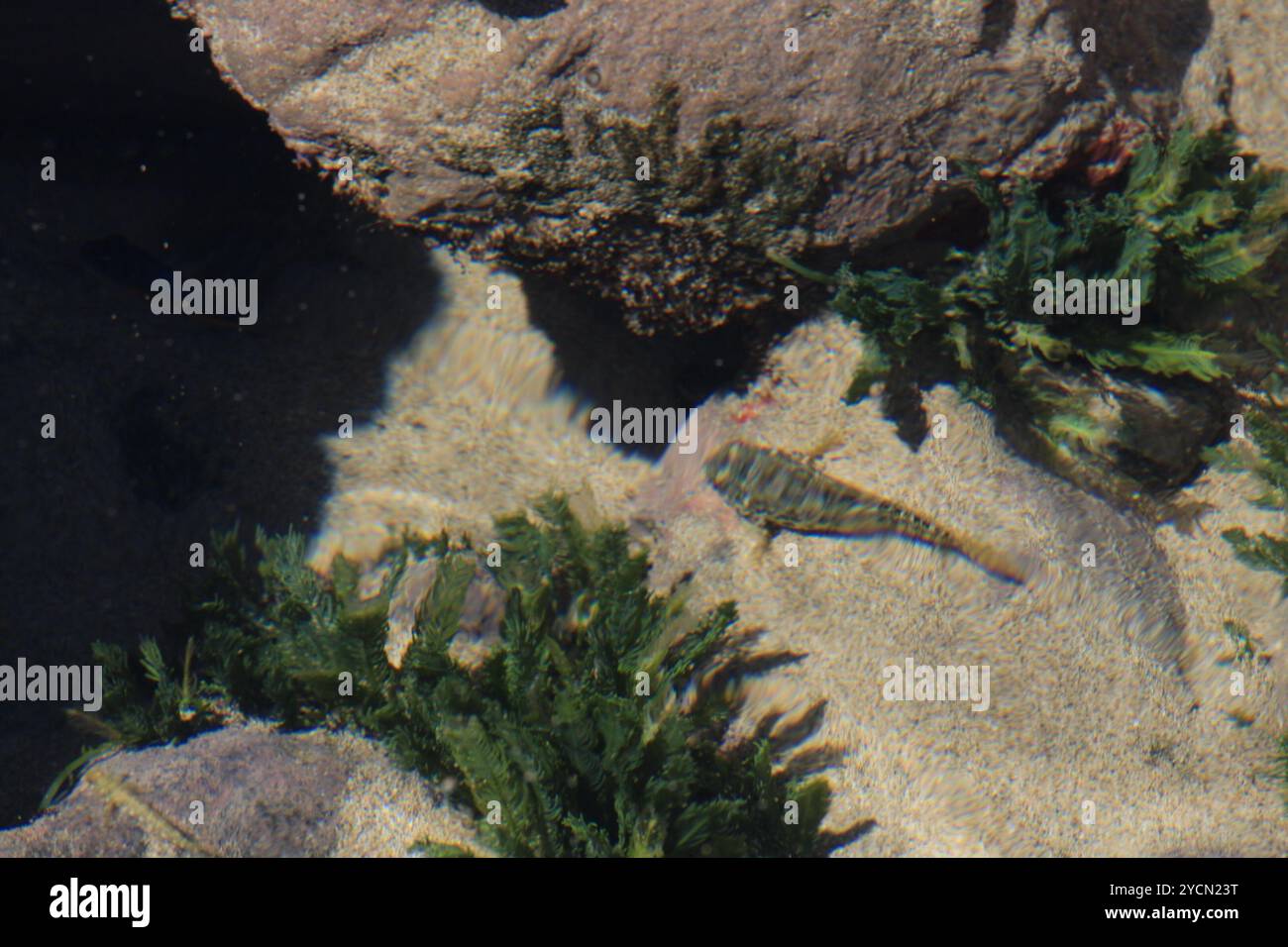 Ray-finned Fishes (Actinopterygii) Actinopterygii Stock Photo - Alamy
