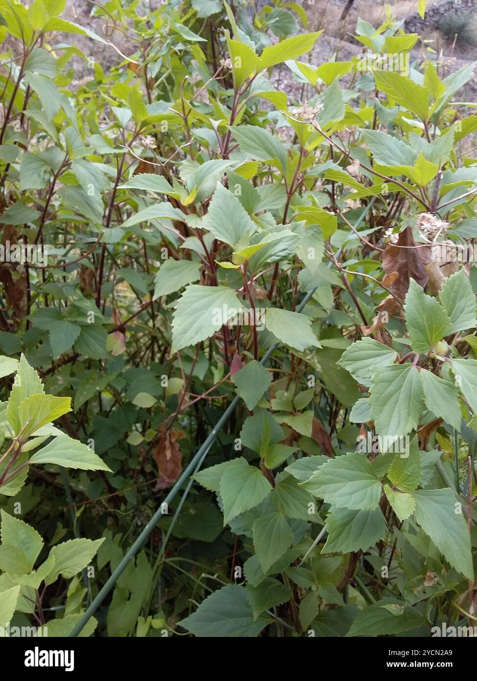 Crofton Weed (Ageratina adenophora) Plantae Stock Photo - Alamy