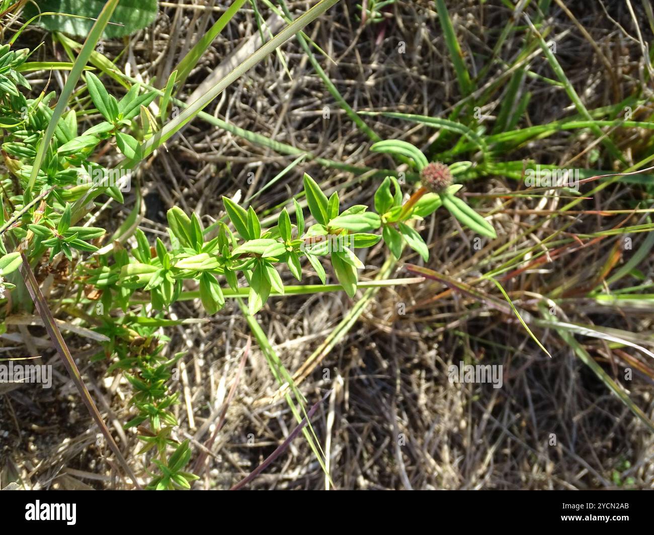 shrubby false buttonweed (Spermacoce verticillata) Plantae Stock Photo ...