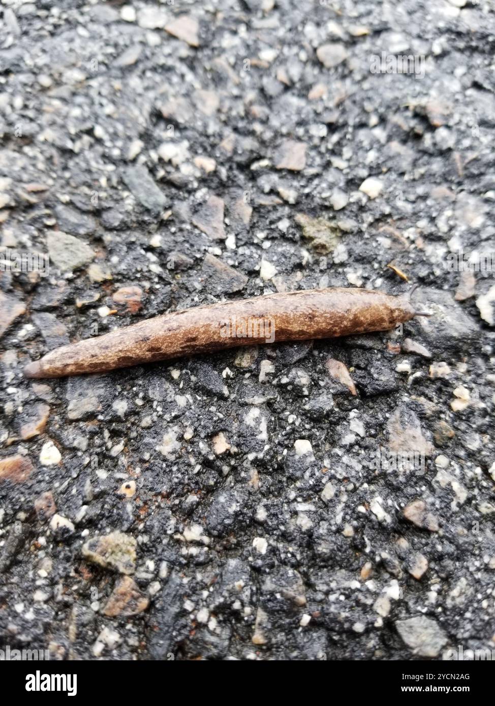 Changeable Mantleslug (Megapallifera mutabilis) Mollusca Stock Photo ...