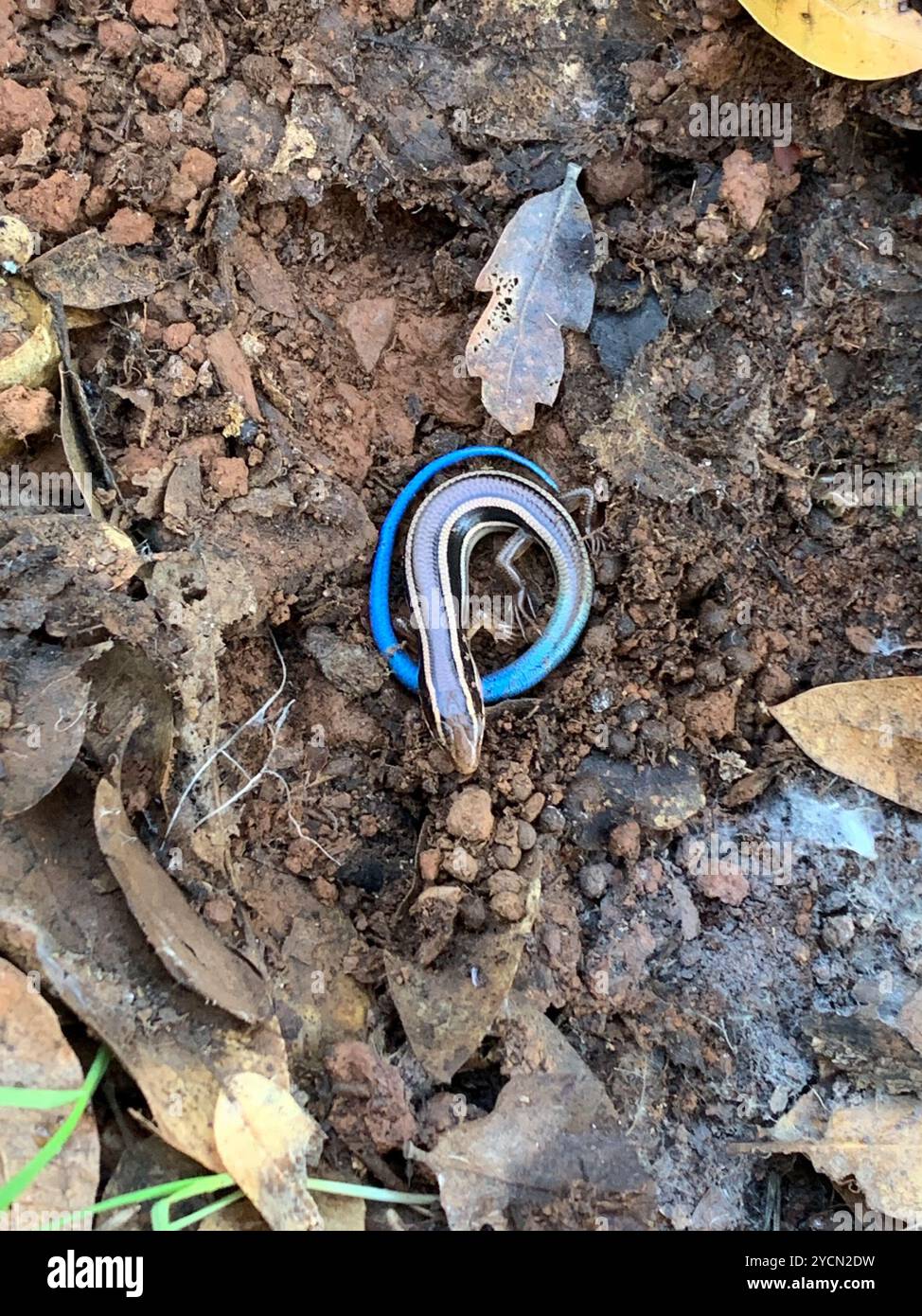 Gilbert's Skink (Plestiodon gilberti) Reptilia Stock Photo - Alamy