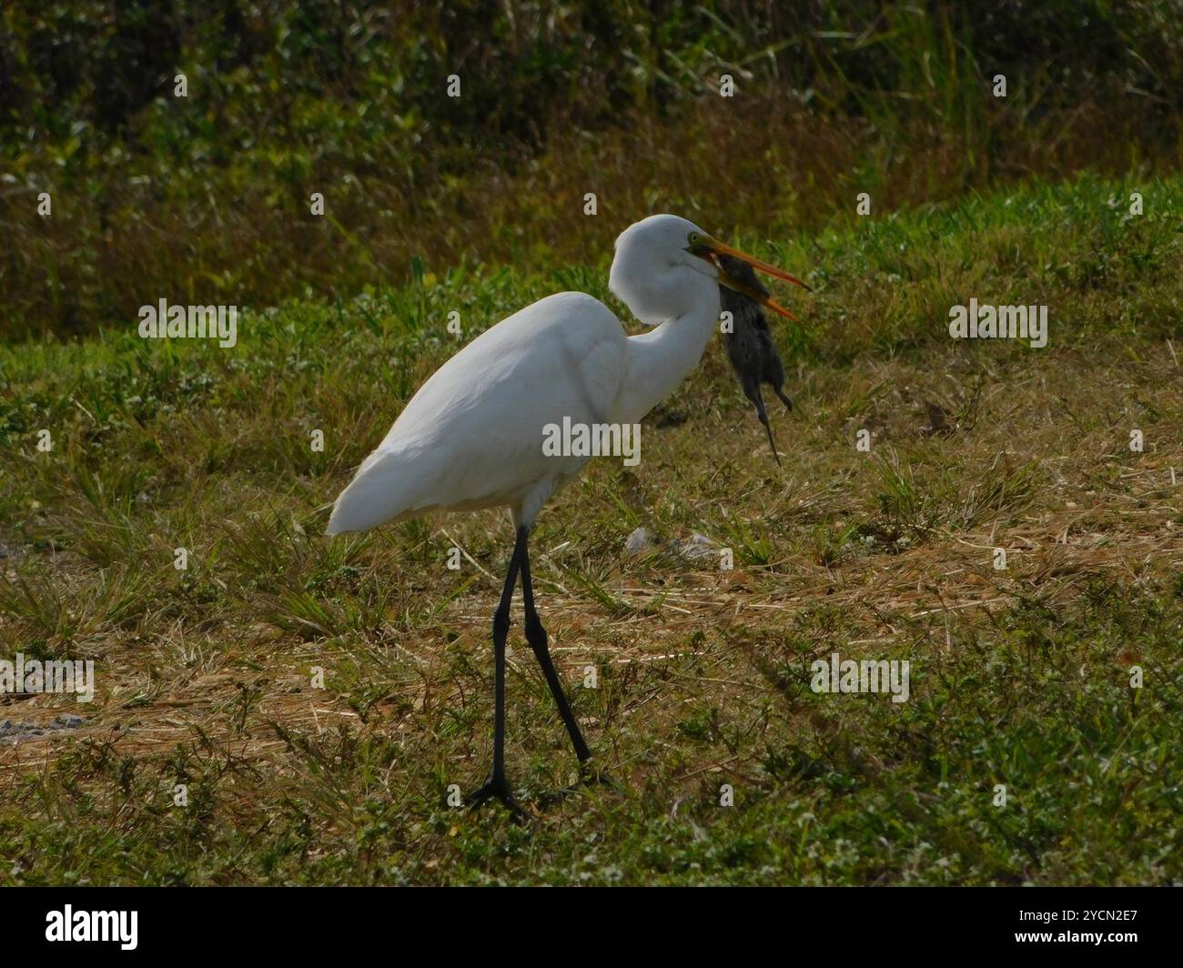 Hispid Cotton Rat (Sigmodon hispidus) Mammalia Stock Photo - Alamy