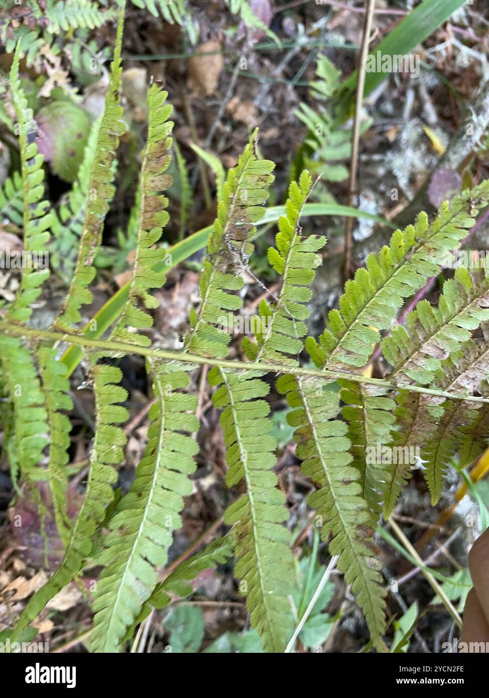 coastal woodfern (Dryopteris arguta) Plantae Stock Photo - Alamy