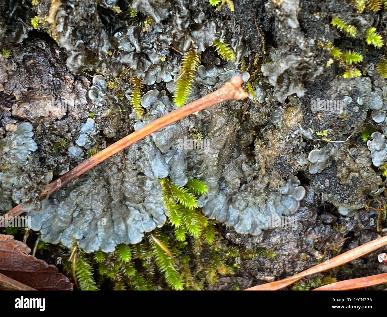 Salted Shell Lichen (Coccocarpia palmicola) Fungi Stock Photo - Alamy