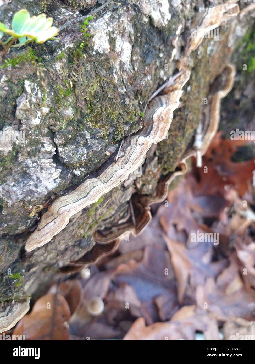 turkey-tail (Trametes versicolor) Fungi Stock Photo - Alamy