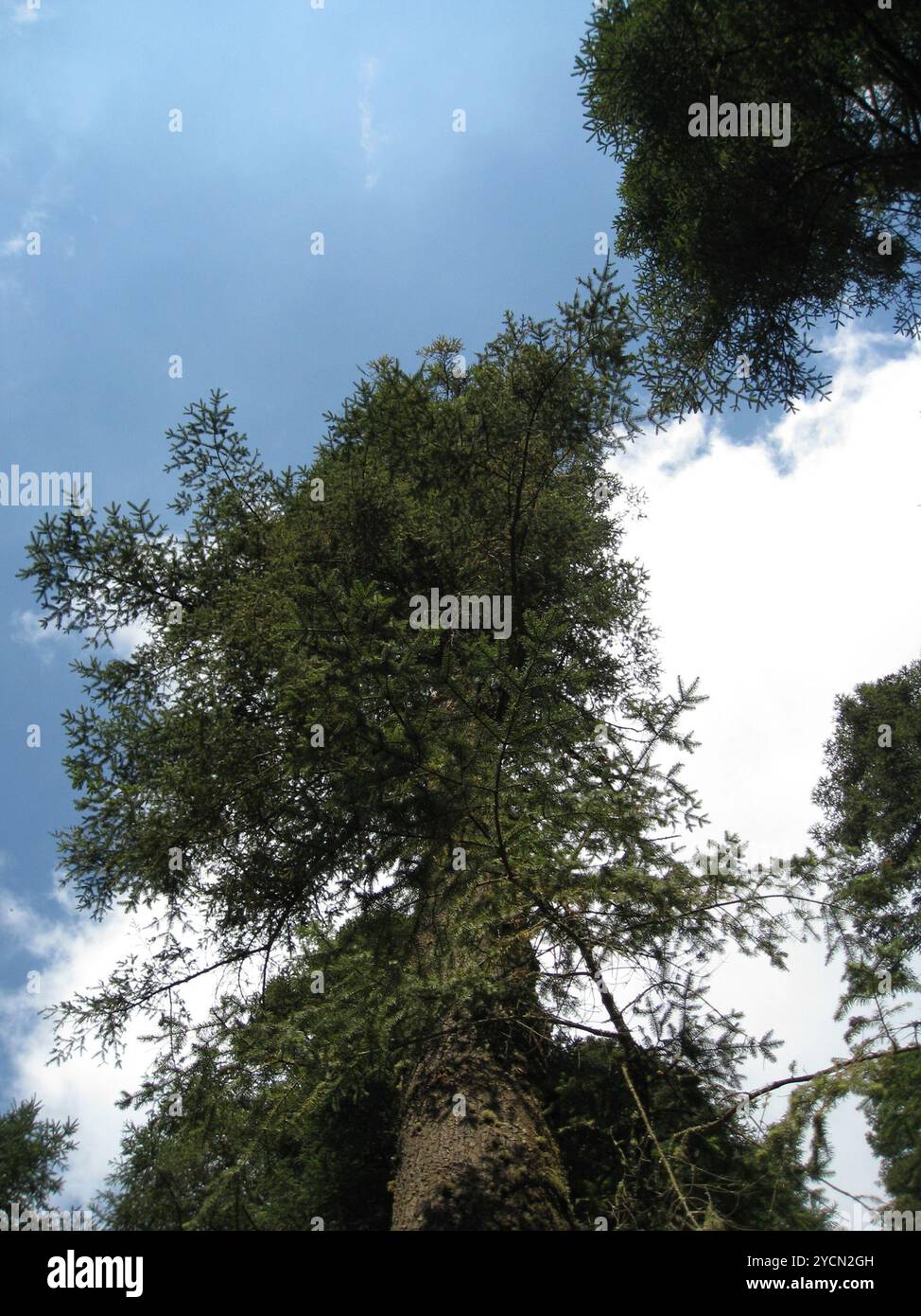 Abies religiosa hi-res stock photography and images - Alamy