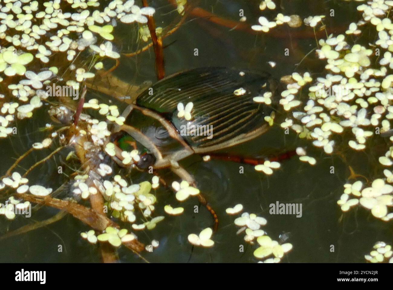 Great Diving Beetle (Dytiscus marginalis) Insecta Stock Photo - Alamy