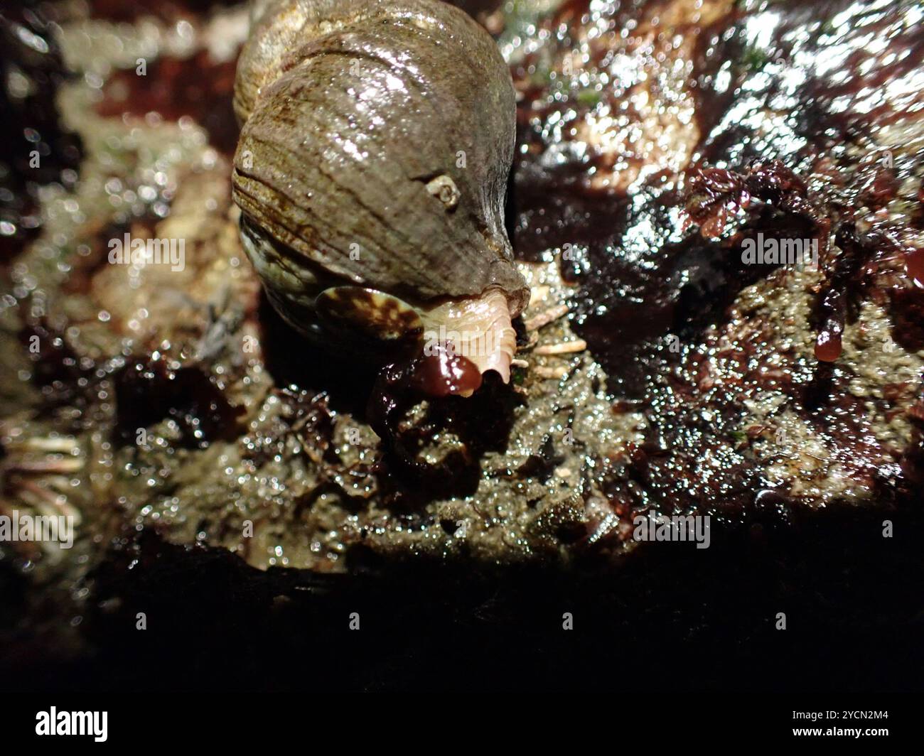 Frilled Dogwinkle (Nucella lamellosa) Mollusca Stock Photo - Alamy