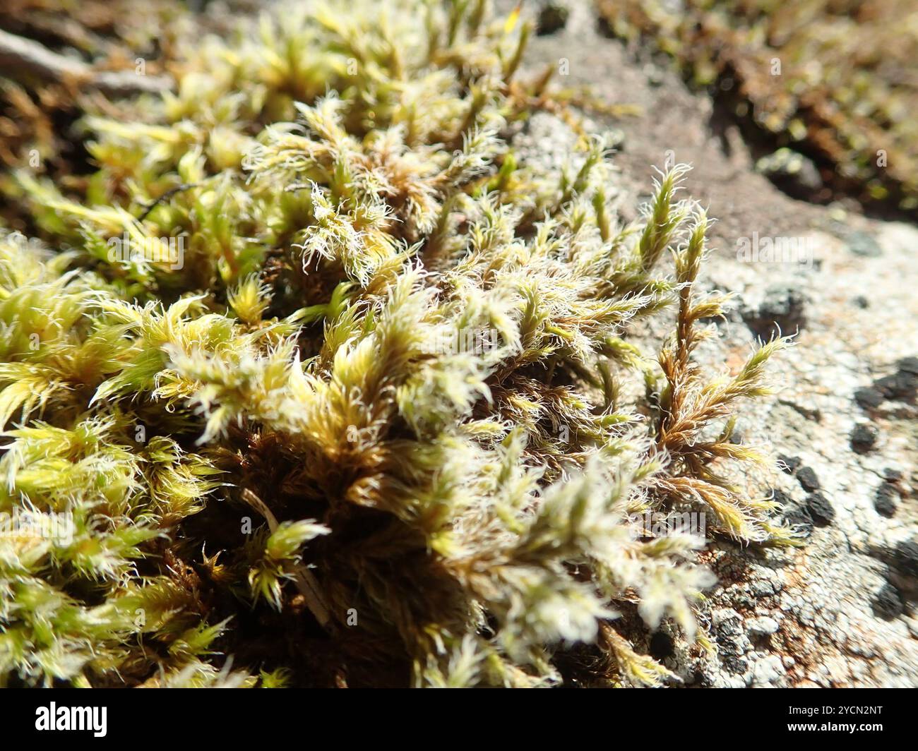 Woolly Fringe-moss (Racomitrium lanuginosum) Plantae Stock Photo - Alamy