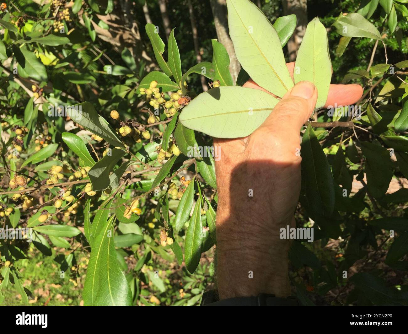 Guioa (Guioa semiglauca) Plantae Stock Photo - Alamy