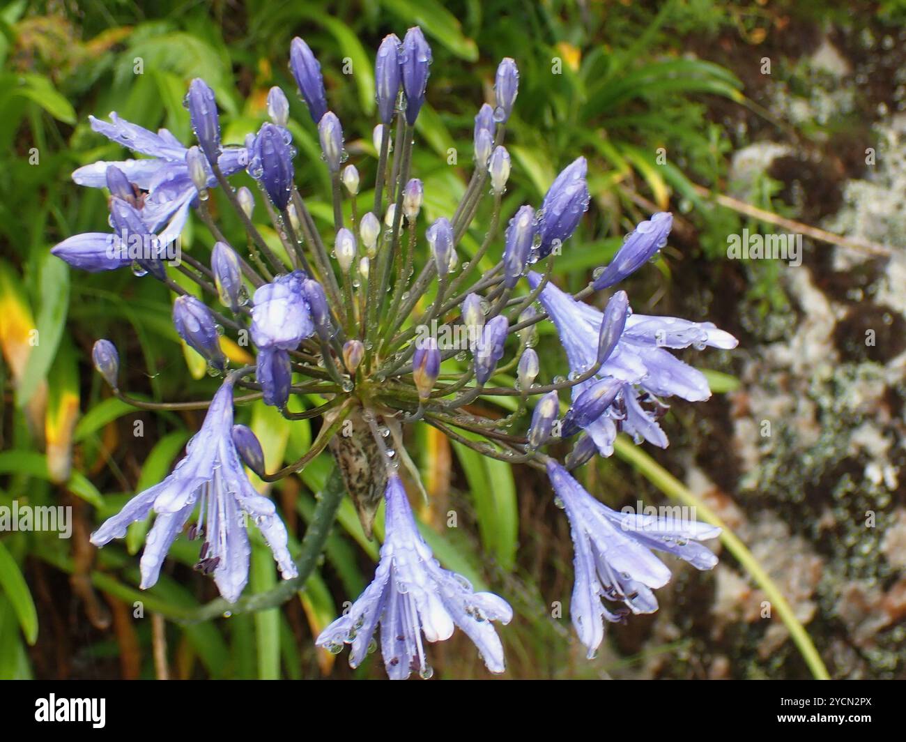 blue lily (Agapanthus praecox) Plantae Stock Photo - Alamy