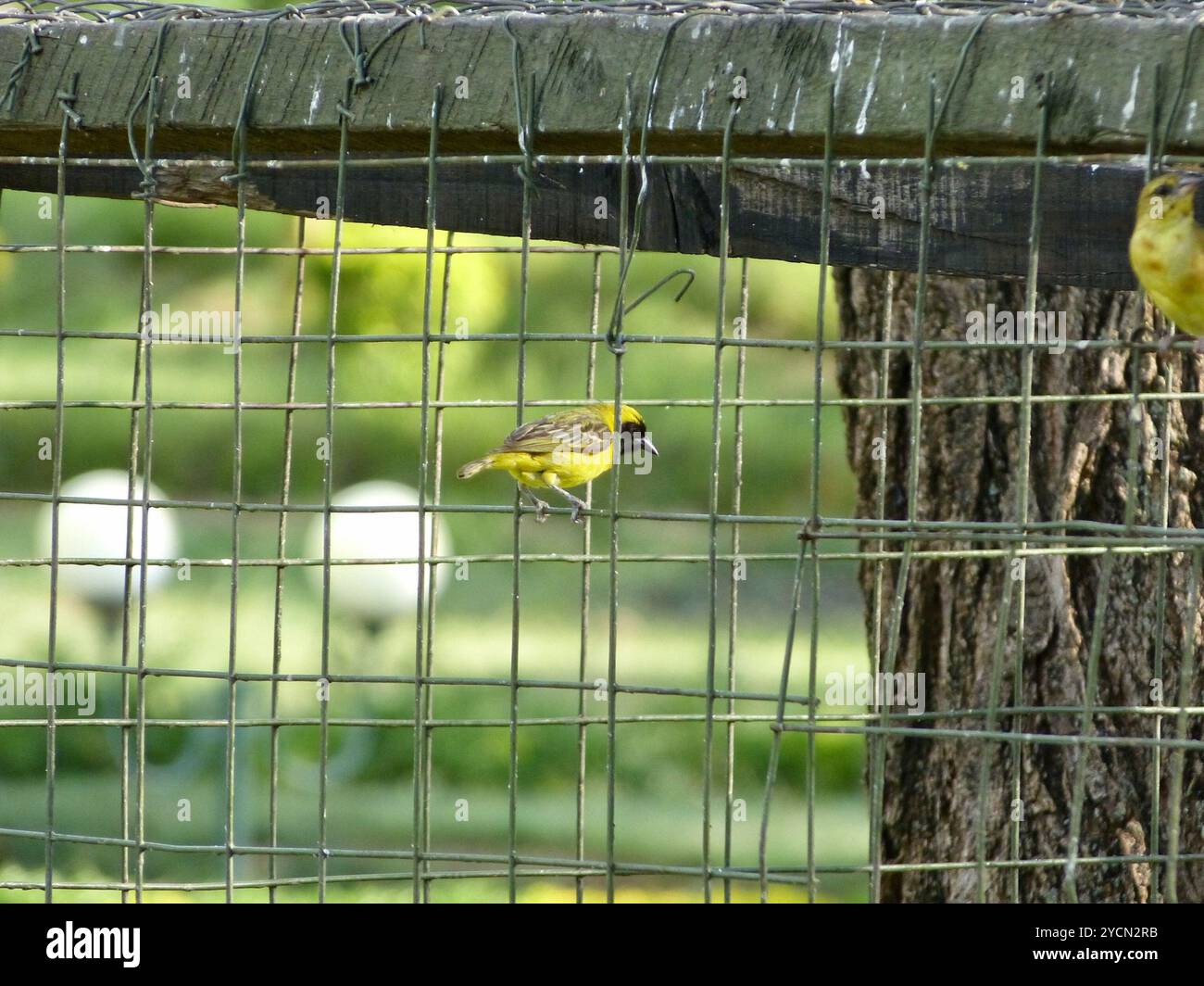 Little Weaver (Ploceus luteolus) Aves Stock Photo - Alamy