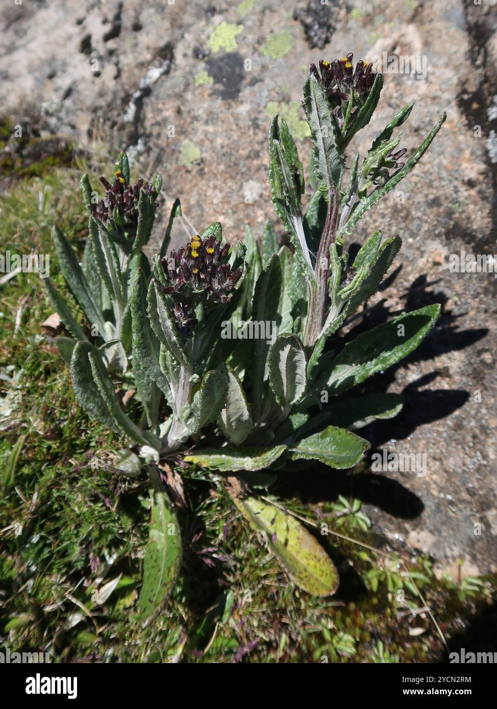 mountain fireweed (Senecio gunnii) Plantae Stock Photo - Alamy