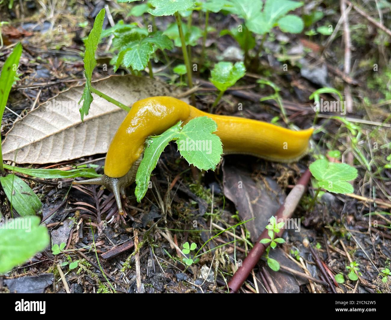 California Banana Slug (Ariolimax californicus) Mollusca Stock Photo ...