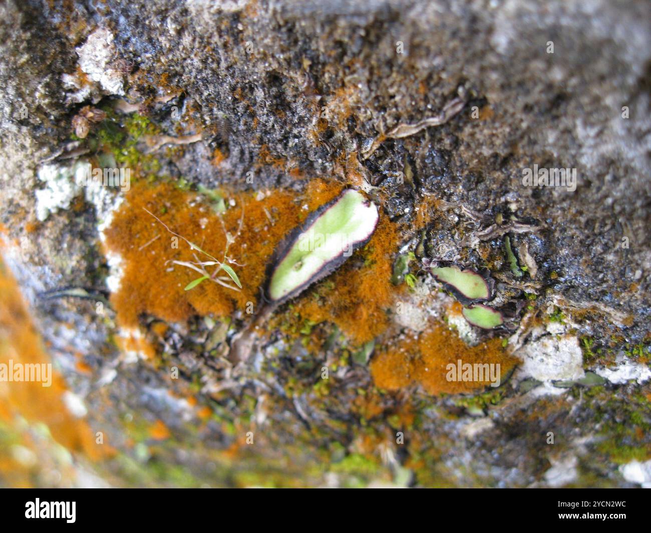 liverworts (Marchantiophyta) Plantae Stock Photo - Alamy