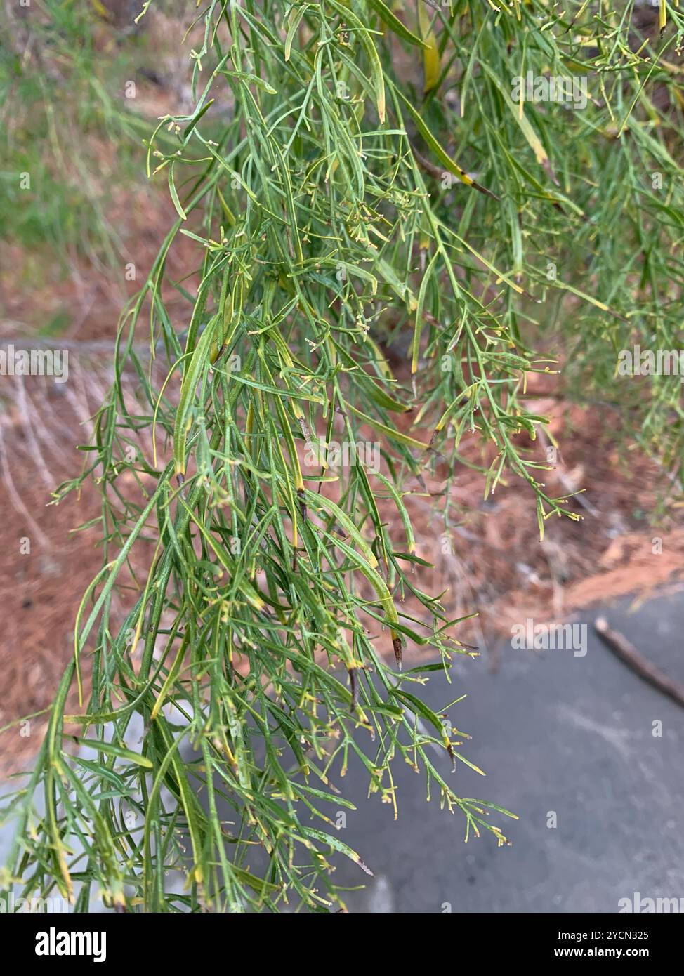 Poverty Weed (Baccharis neglecta) Plantae Stock Photo - Alamy
