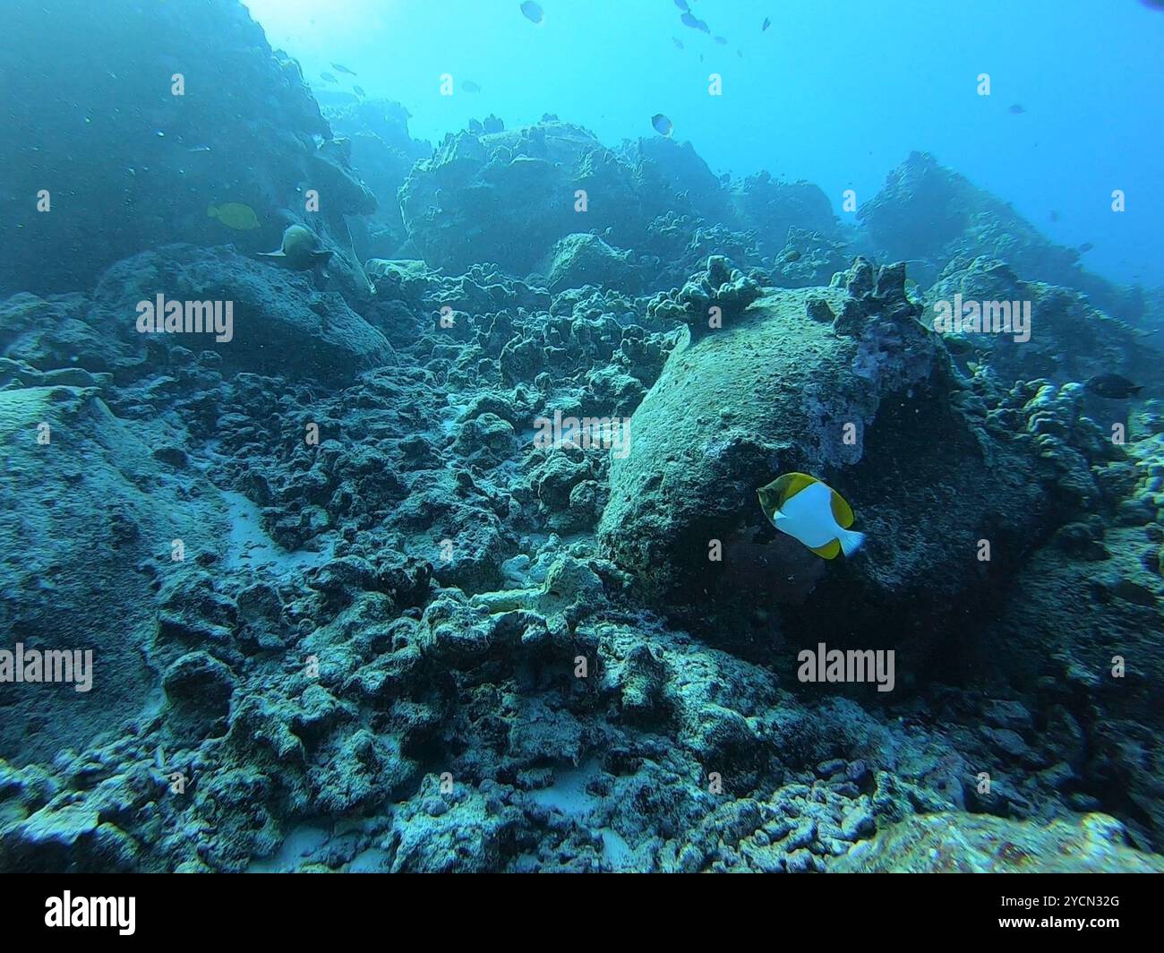 Pyramid Butterflyfish (Hemitaurichthys polylepis) Actinopterygii Stock ...