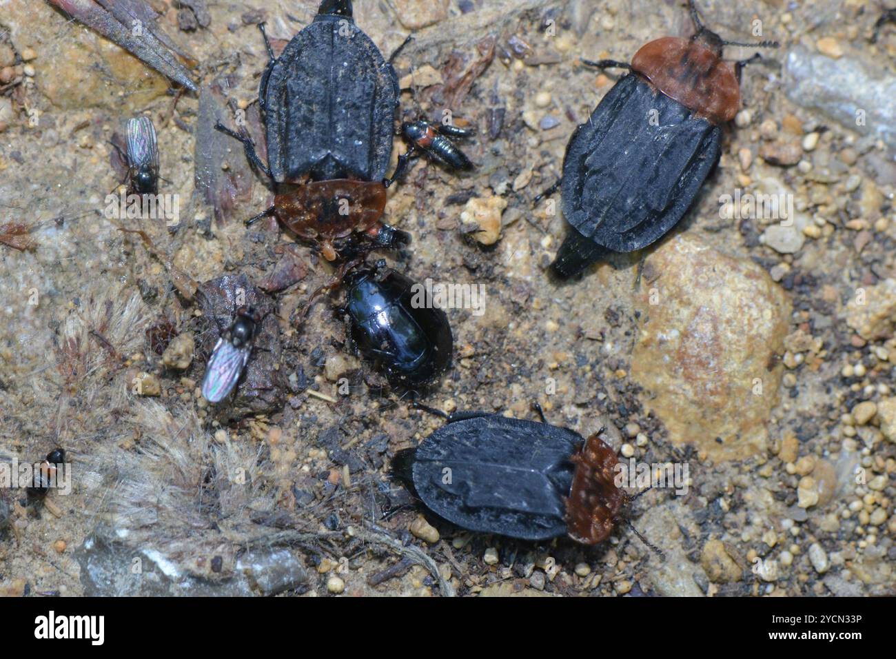 Red-breasted Carrion Beetle (Oiceoptoma thoracicum) Insecta Stock Photo ...