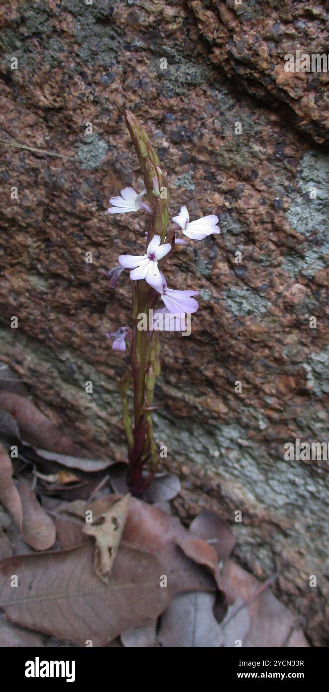 cowpea witchweed (Striga gesnerioides) Plantae Stock Photo - Alamy