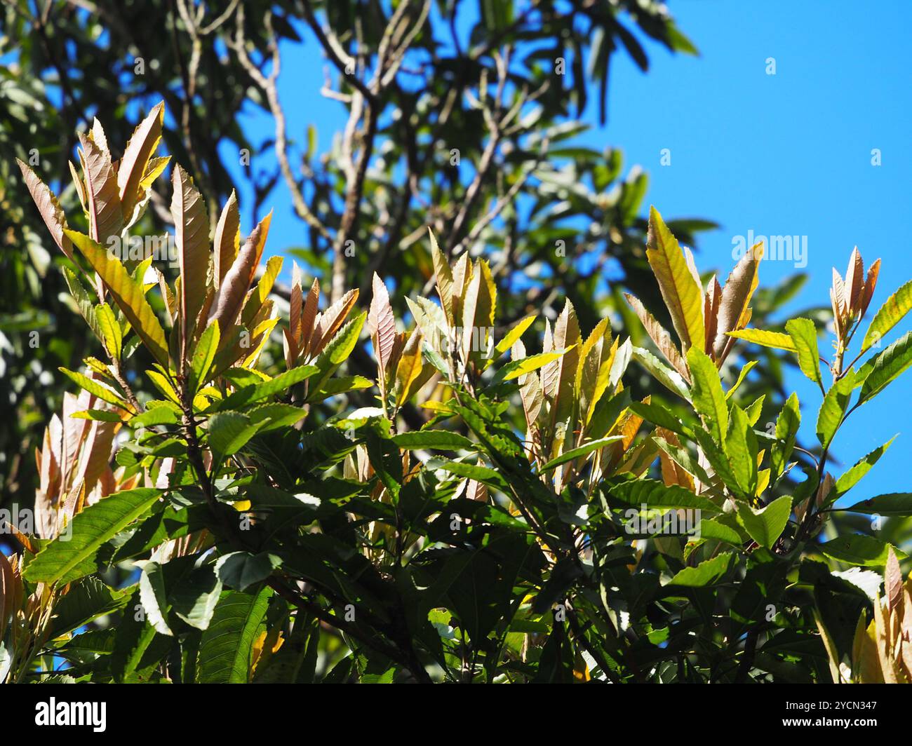 Bronze Loquat (Eriobotrya deflexa) Plantae Stock Photo - Alamy