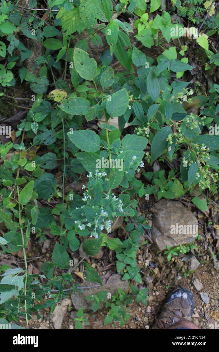 Comb Bushmint (Mesosphaerum pectinatum) Plantae Stock Photo - Alamy