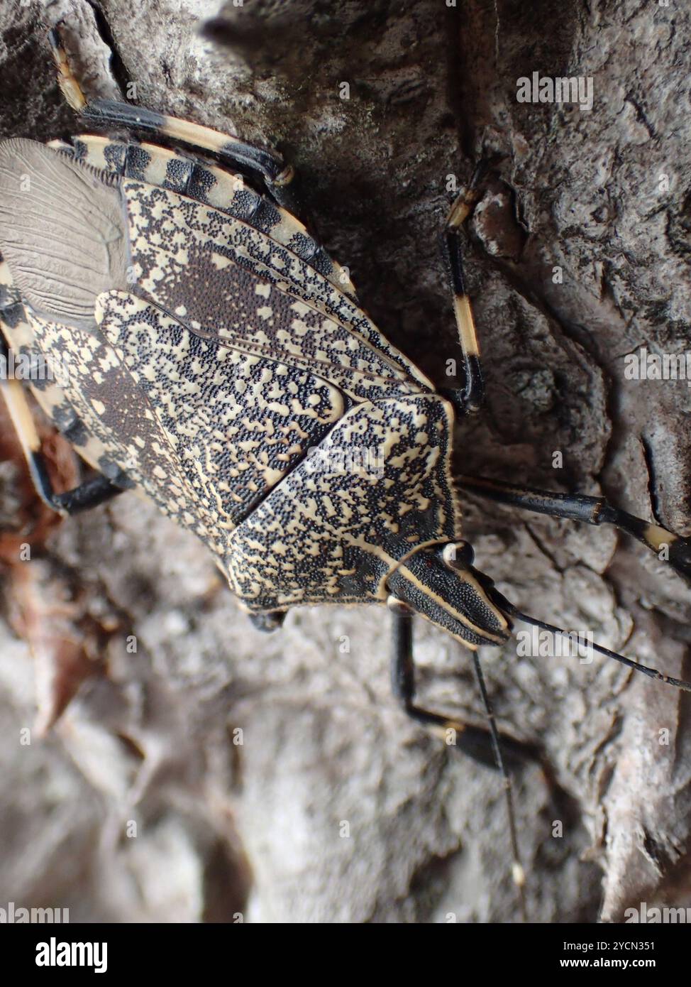 Yellow-spotted Stink Bug (Erthesina fullo) Insecta Stock Photo - Alamy