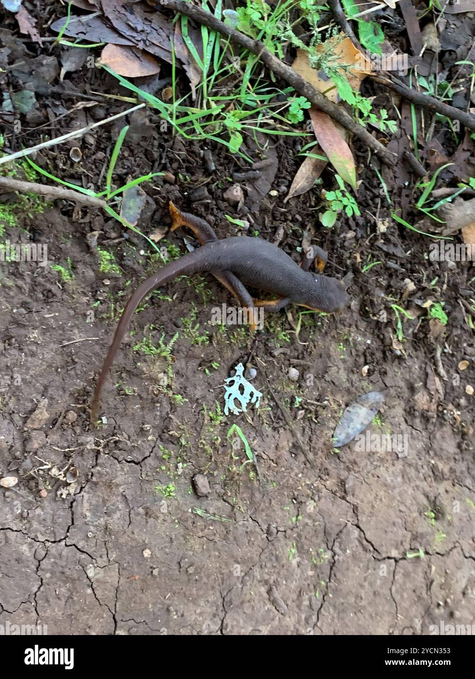 California Newt (Taricha torosa) Amphibia Stock Photo - Alamy