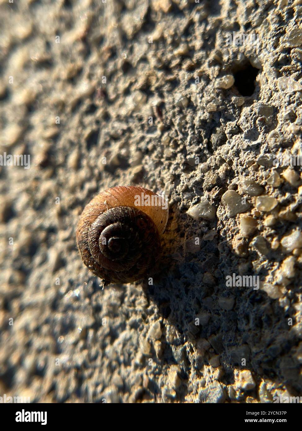 Gastropods (Gastropoda) Mollusca Stock Photo - Alamy