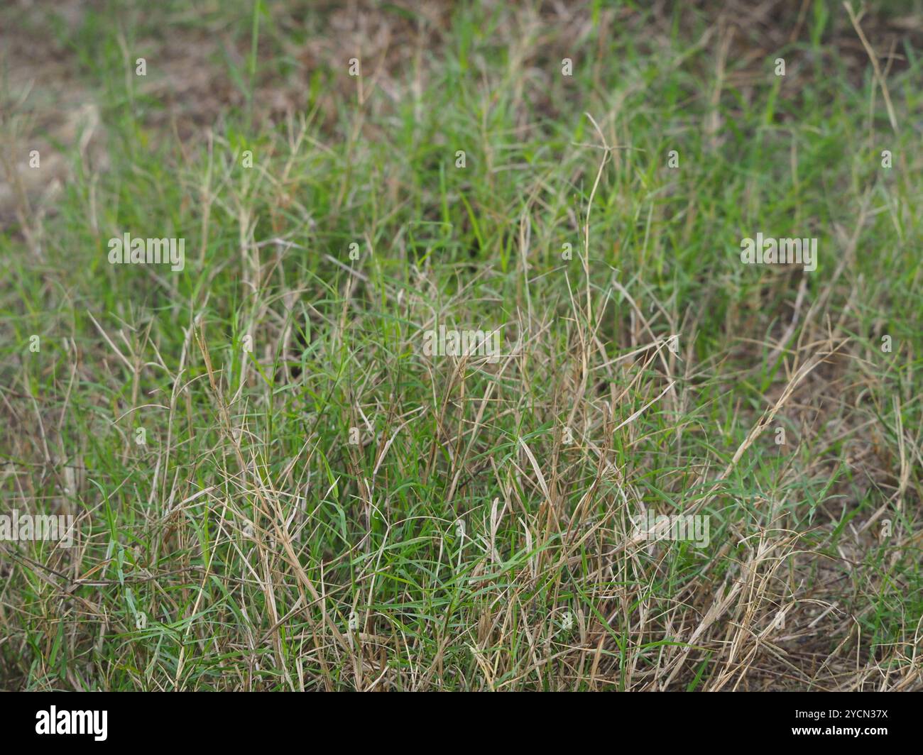 Bermuda grass (Cynodon dactylon) Plantae Stock Photo - Alamy
