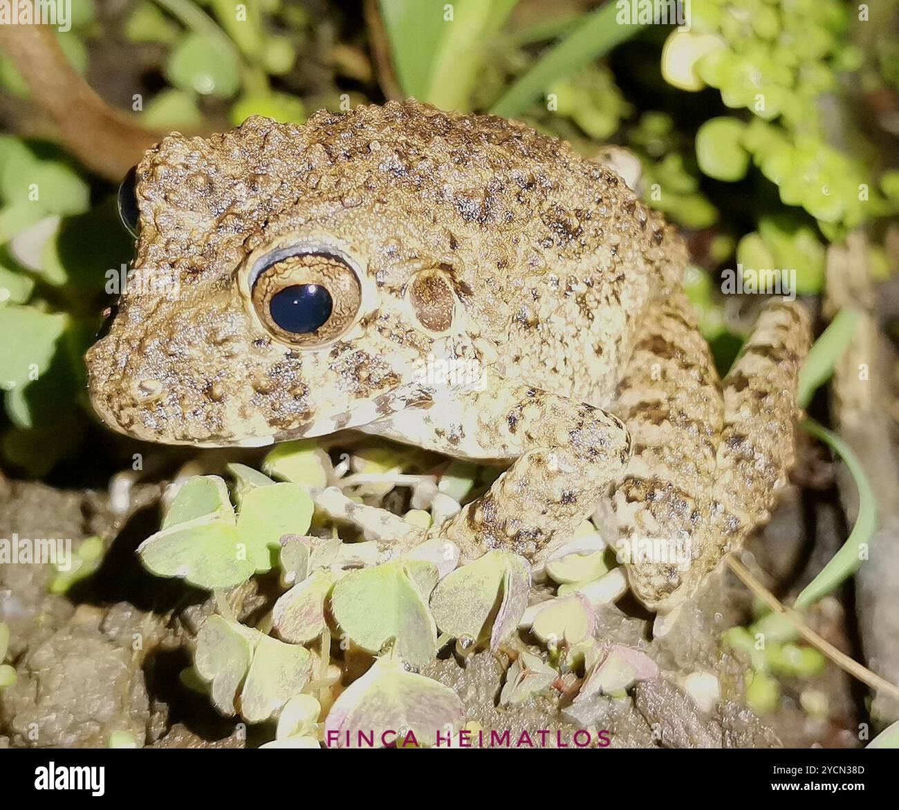 Common Big-headed Frog (Oreobates quixensis) Amphibia Stock Photo - Alamy