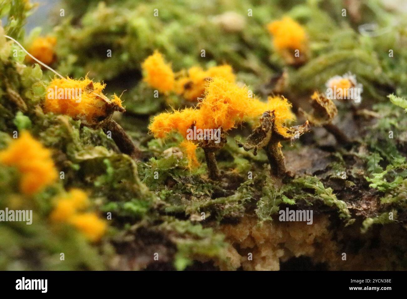 (Trichia erecta) Protozoa Stock Photo - Alamy