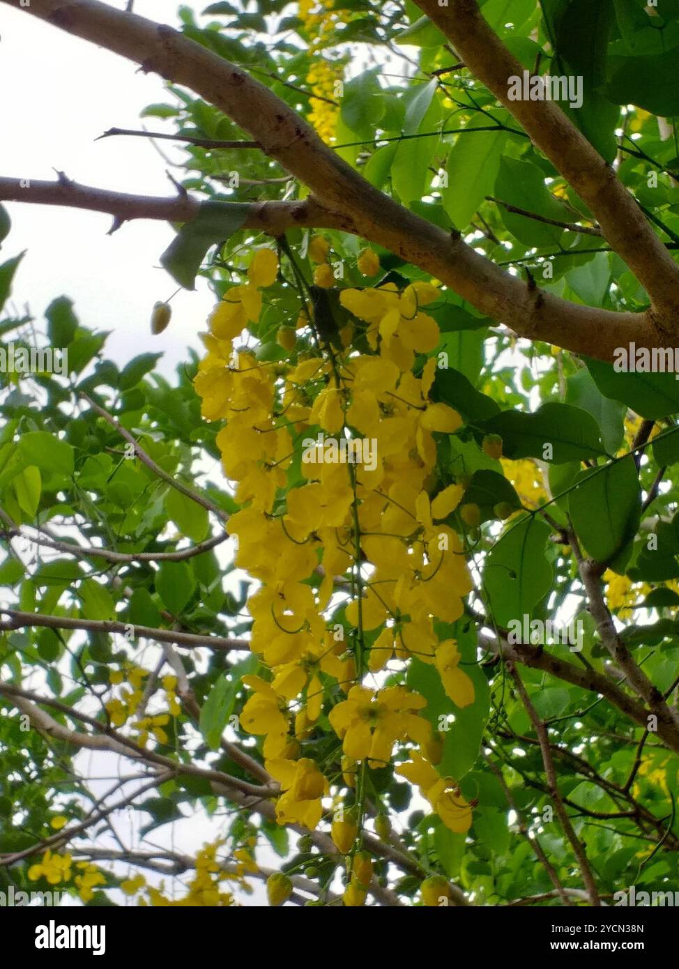 Golden shower tree (Cassia fistula) Plantae Stock Photo - Alamy