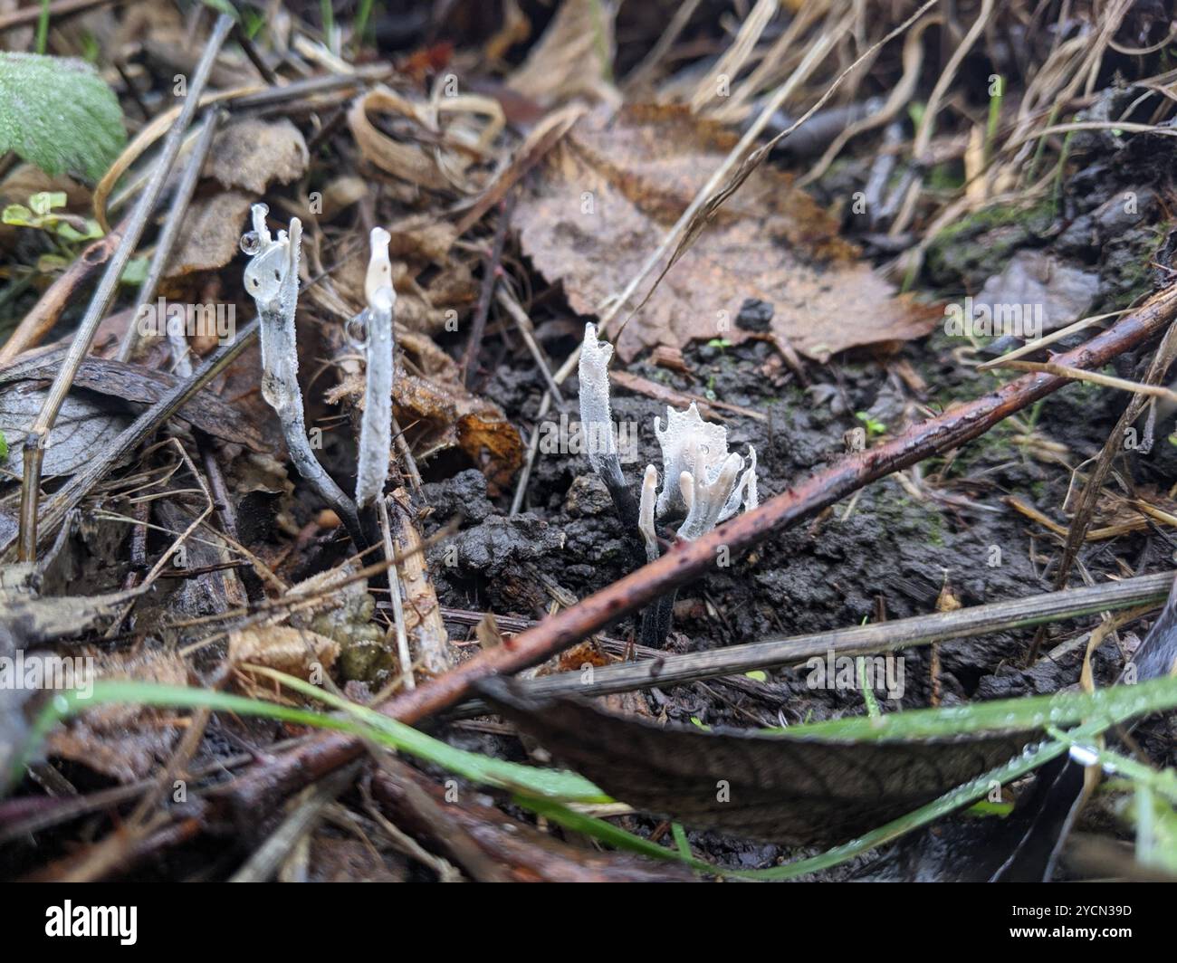 Candlesnuff Fungus (Xylaria hypoxylon) Fungi Stock Photo - Alamy