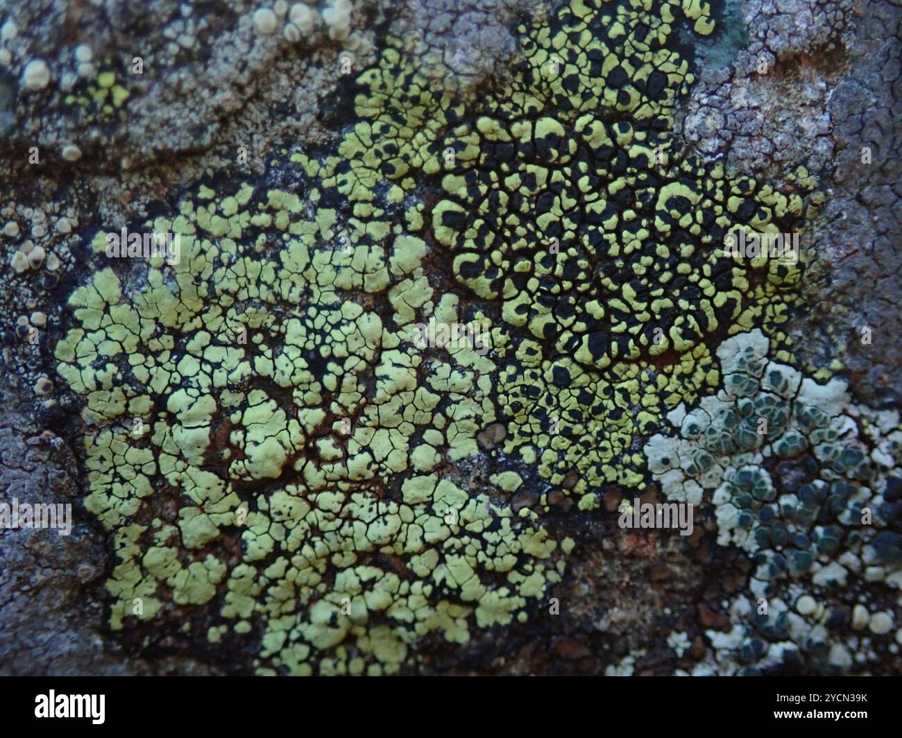 lemon map lichen (Rhizocarpon macrosporum) Fungi Stock Photo - Alamy