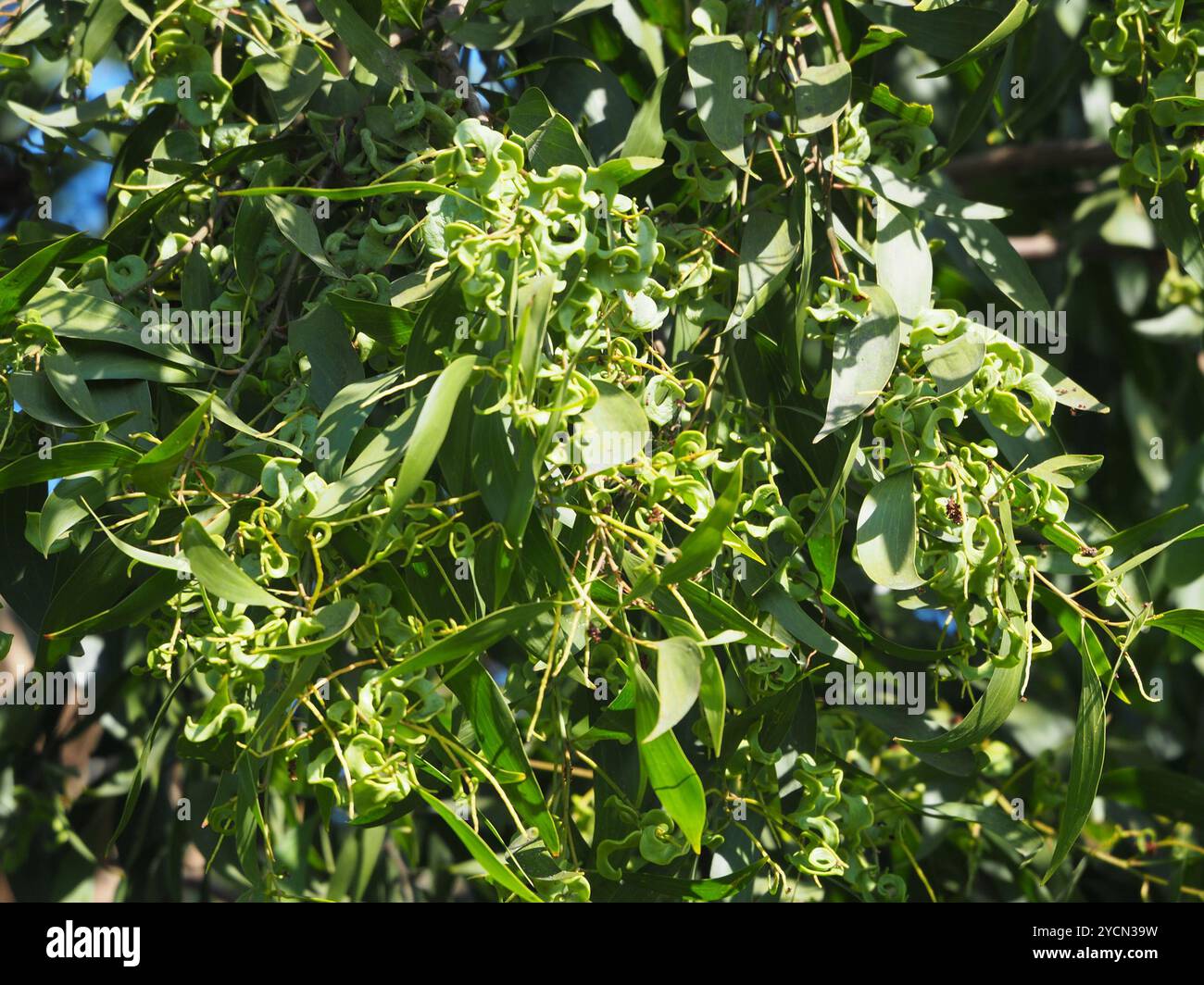 Earpod Wattle (Acacia auriculiformis) Plantae Stock Photo - Alamy