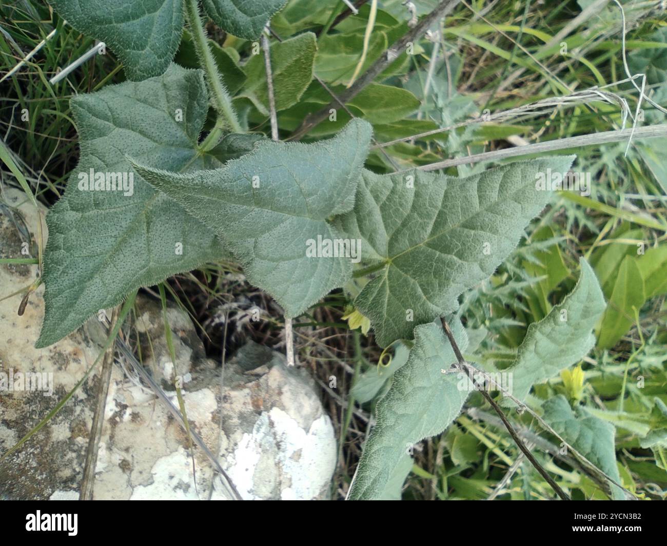 (Bryonia syriaca) Plantae Stock Photo - Alamy