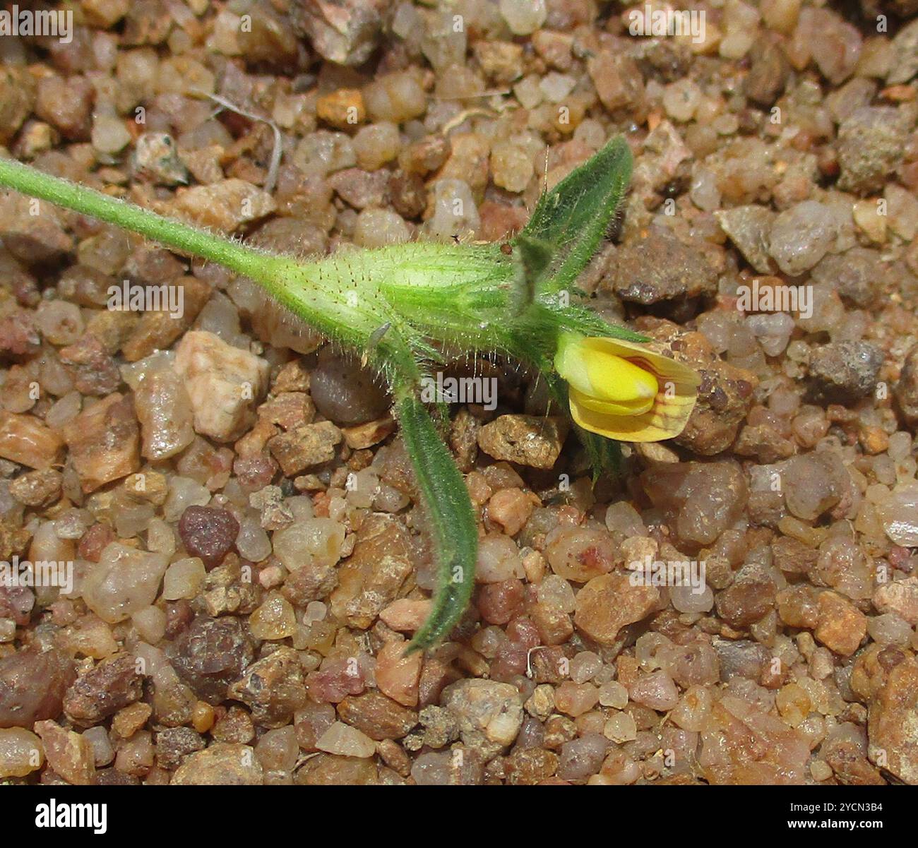 Wild Lucerne (Stylosanthes fruticosa) Plantae Stock Photo - Alamy