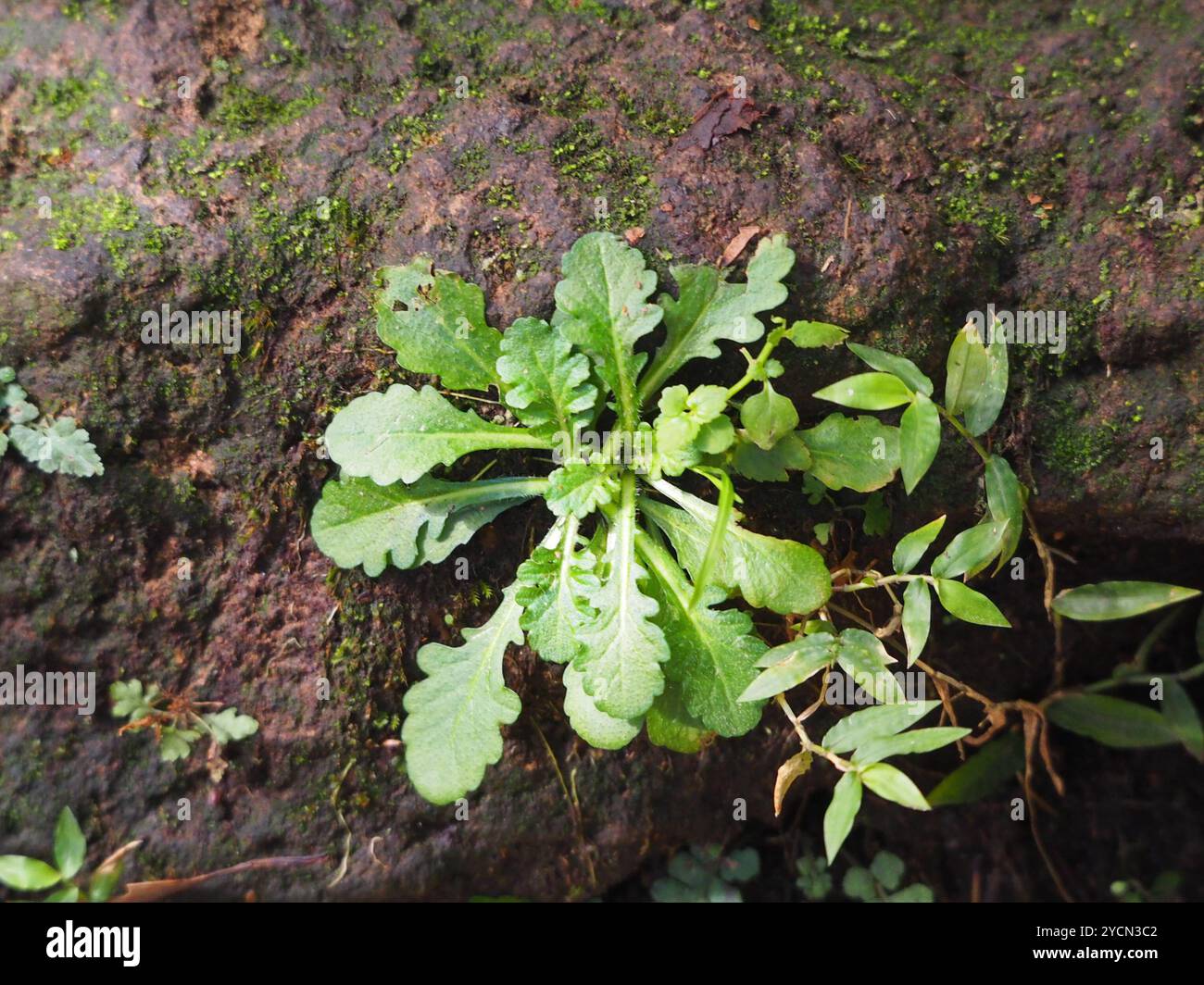 Taiwan Mazus (Mazus fauriei) Plantae Stock Photo - Alamy