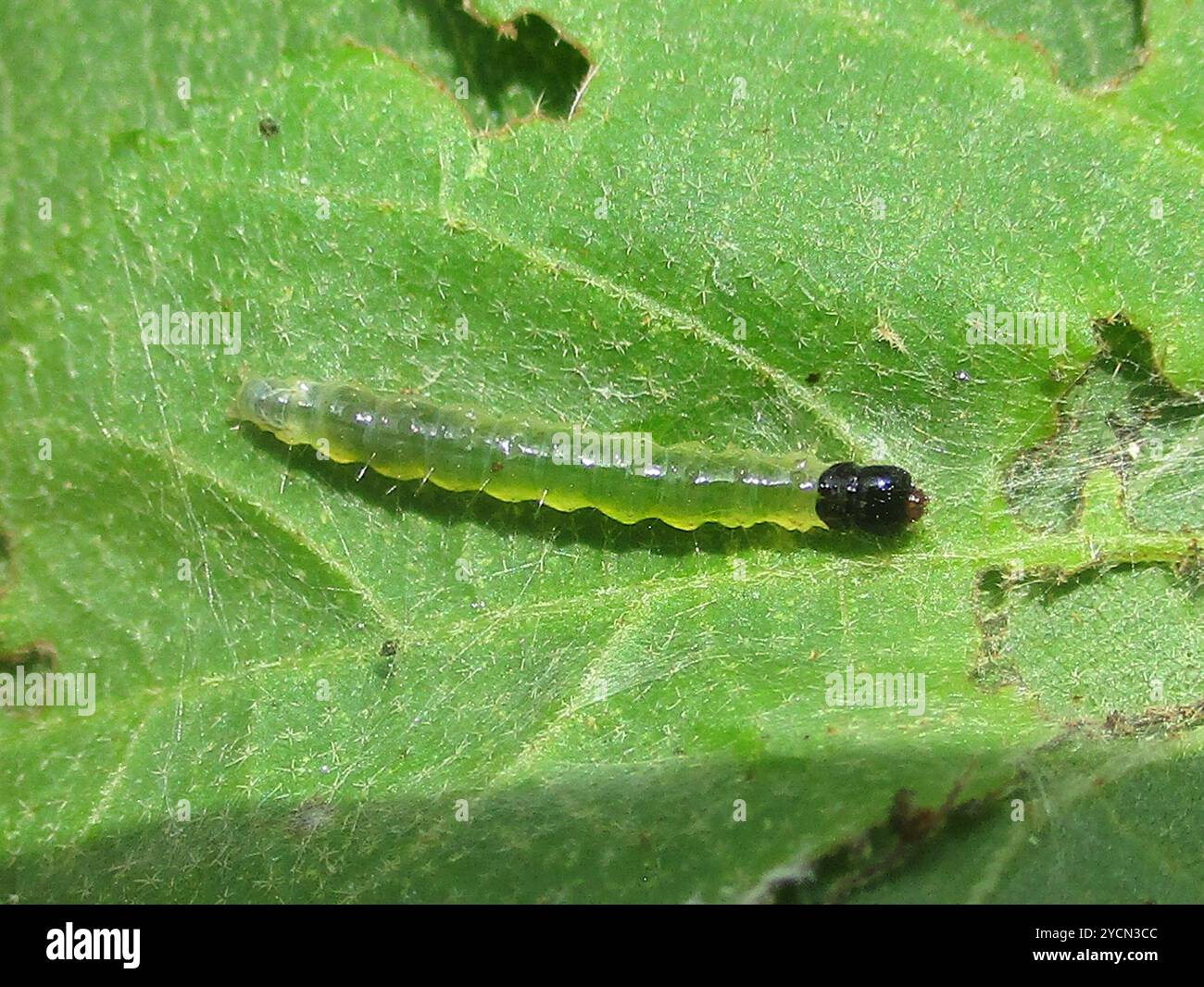 Cotton Leaf Roller (Haritalodes derogata) Insecta Stock Photo - Alamy