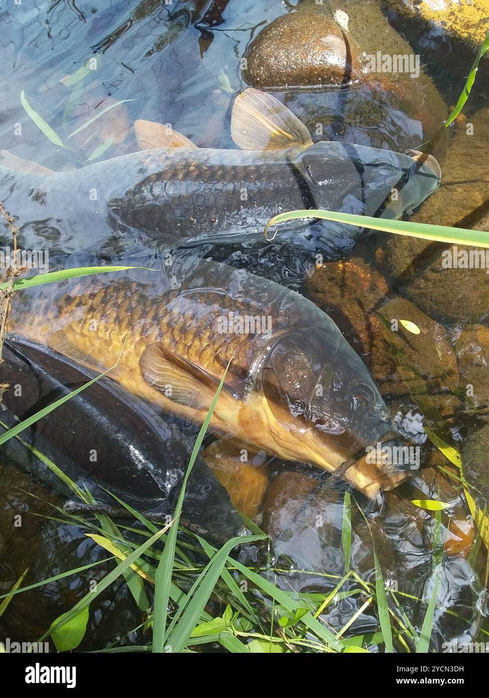 European Carp (Cyprinus carpio) Actinopterygii Stock Photo - Alamy