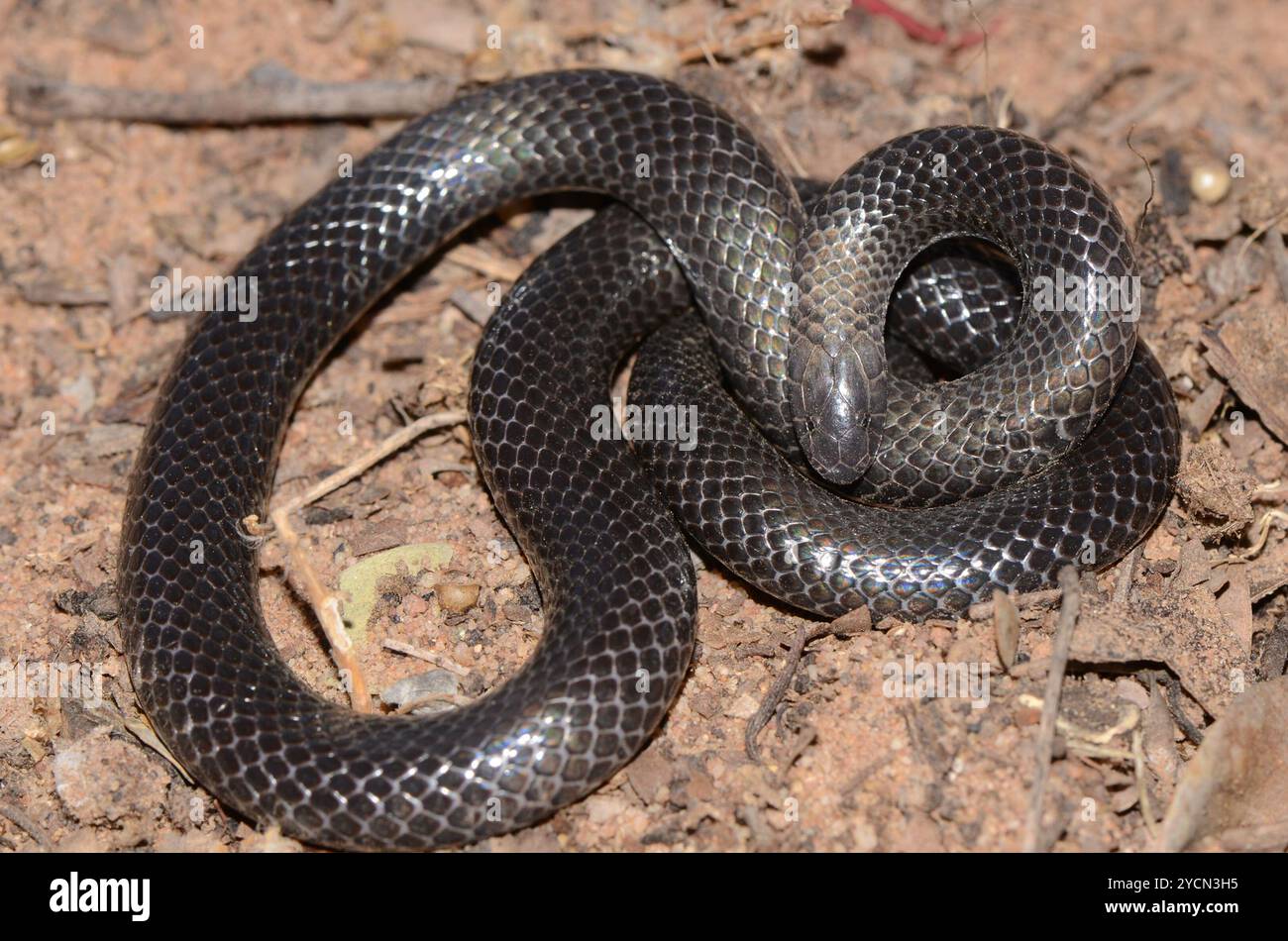 (Amblyodipsas microphthalma nigra) Reptilia Stock Photo - Alamy