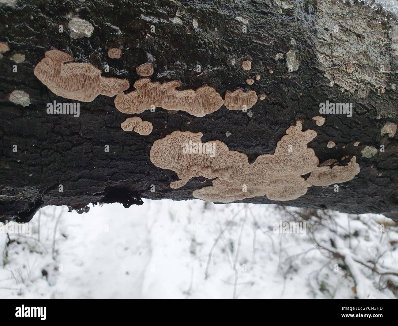 Common Mazegill (Datronia mollis) Fungi Stock Photo - Alamy