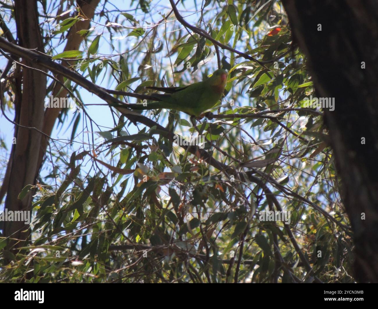 Superb Parrot (Polytelis swainsonii) Aves Stock Photo - Alamy