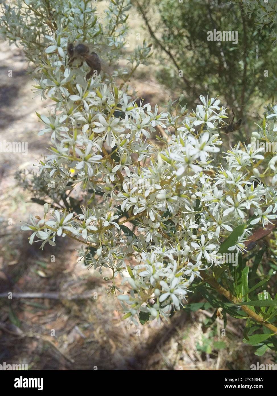 Australian Blackthorn (Bursaria spinosa) Plantae Stock Photo - Alamy